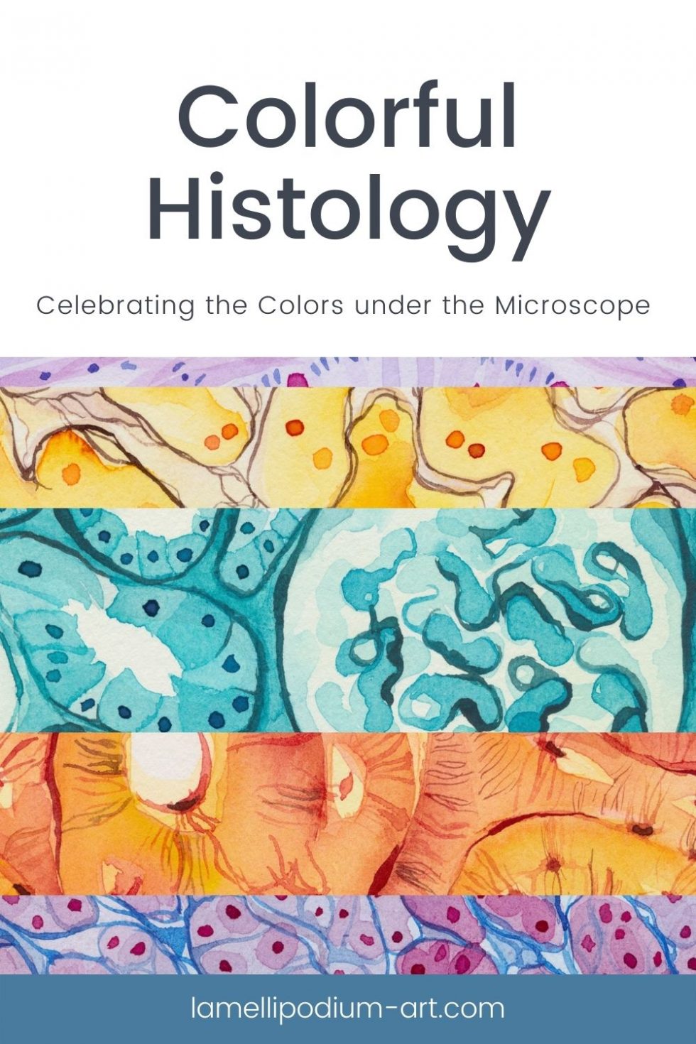 Colorful Histology – Painting Series | LamellipodiumArt