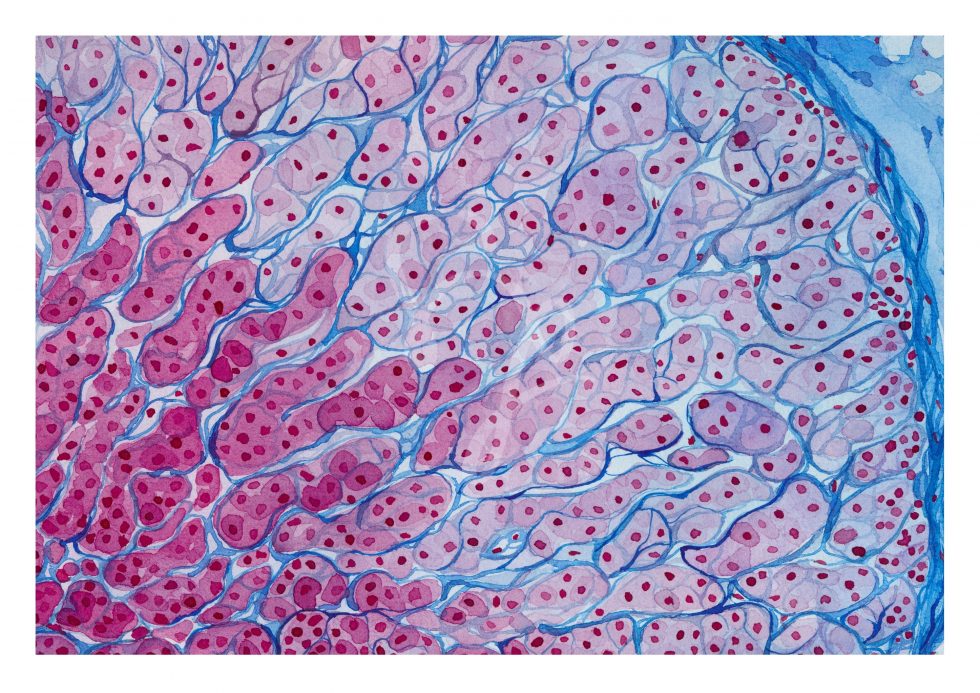 Colorful Histology – Painting Series | LamellipodiumArt