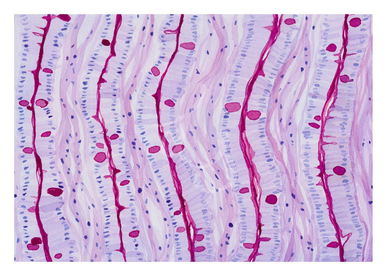 Colorful Histology – Painting Series | LamellipodiumArt