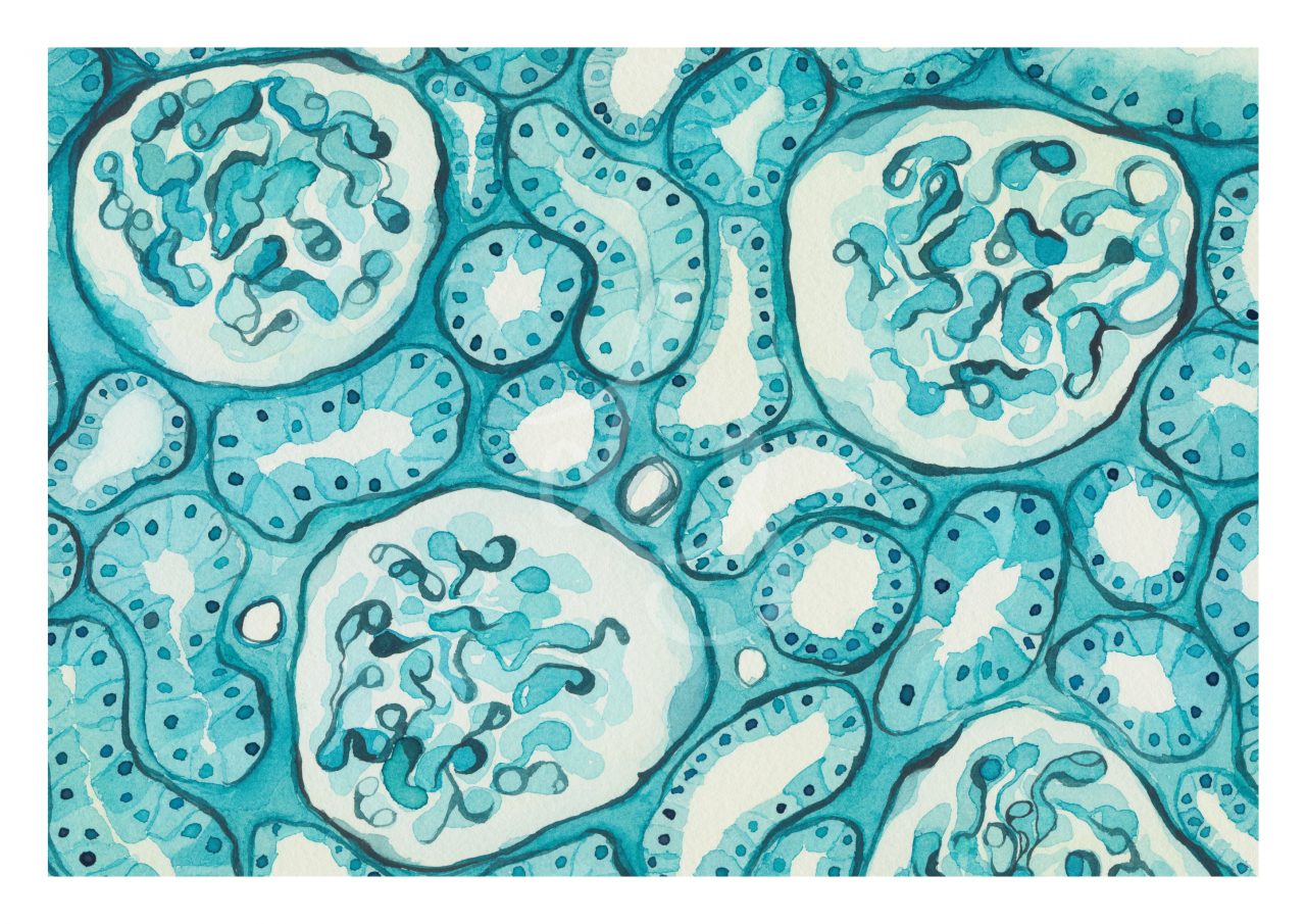 Colorful Histology – Painting Series | LamellipodiumArt