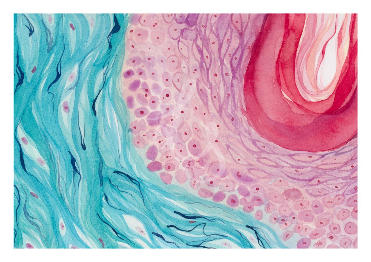 Colorful Histology – Painting Series | LamellipodiumArt