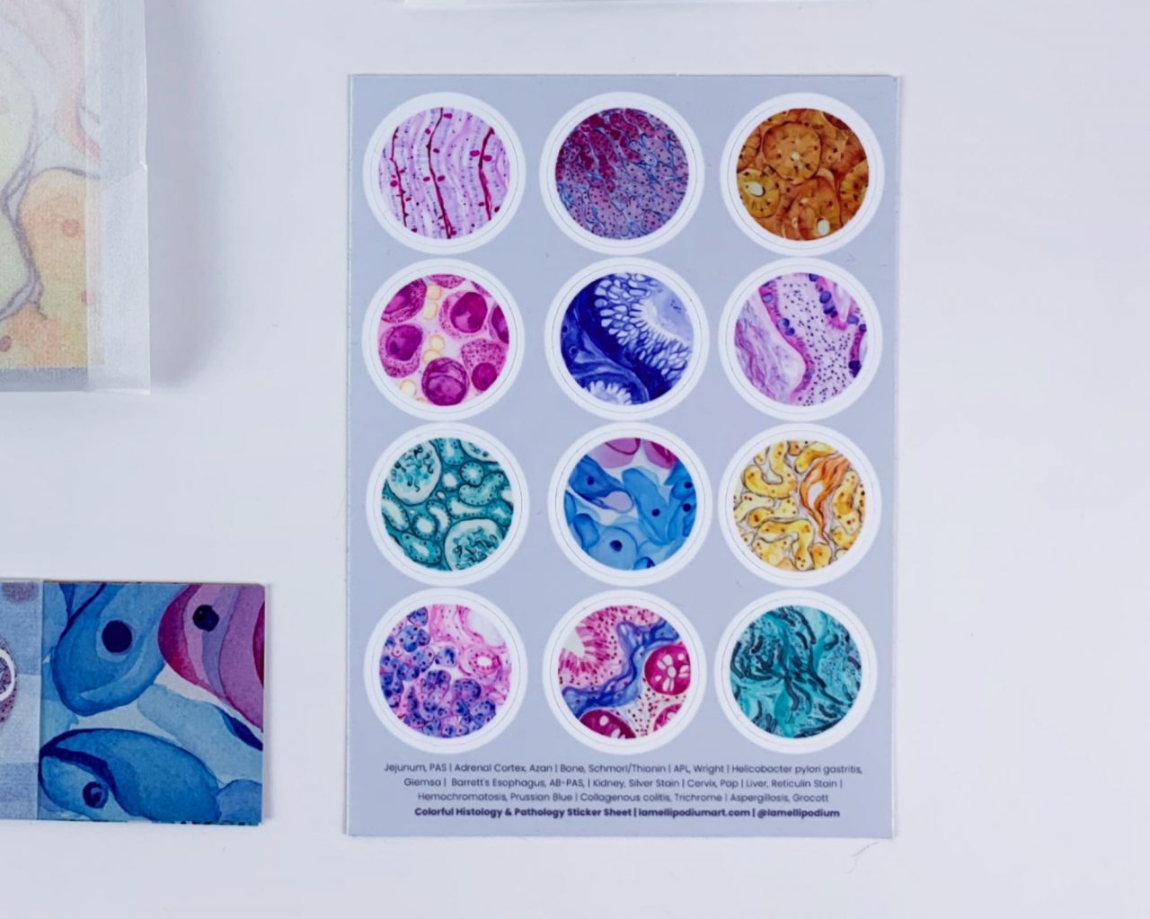 Histology&Pathology Stickersheet - LamellipodiumArt